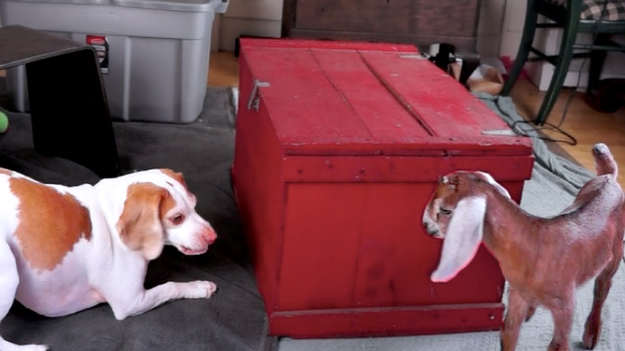 A dog plays hide and seek with energetic baby goats