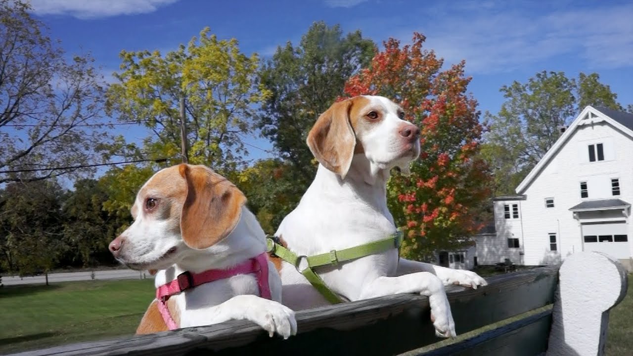 Two dogs quietly watch autumn leaves change outside