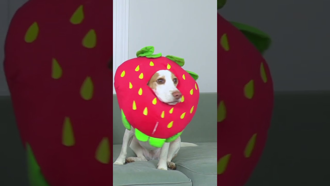 Strawberry Dogs Meet Banana Dog and Sparks Fly