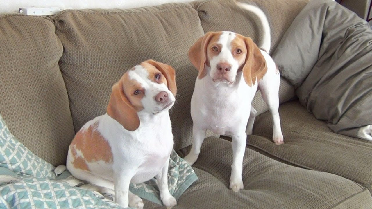 Beagle dog steals bottles leaving owner hilariously puzzled