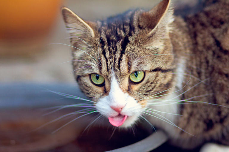 Why cats stick their tongues out — and what it really means