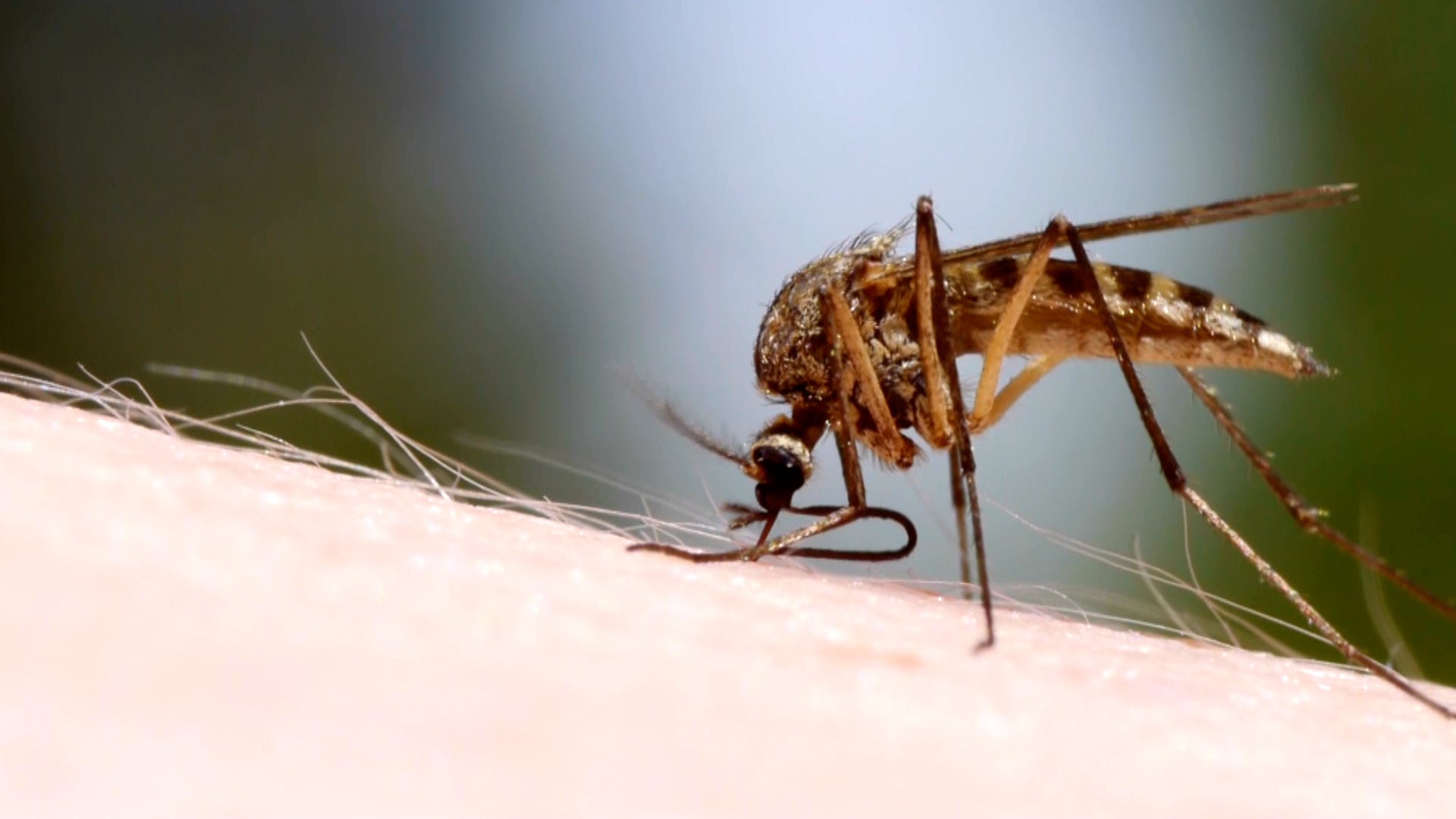 Cracking The Color Code Of Mosquito Attraction