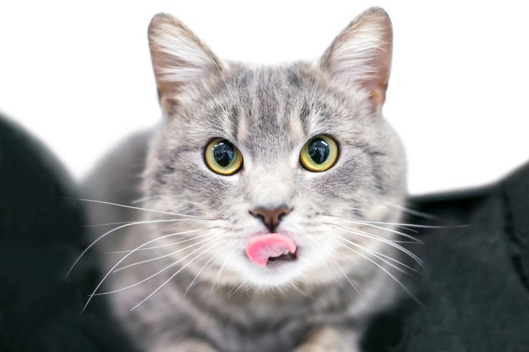 Why cats stick their tongues out — and what it really means