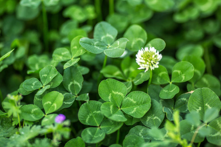 Micro-clover could keep your lawn green all summer without watering