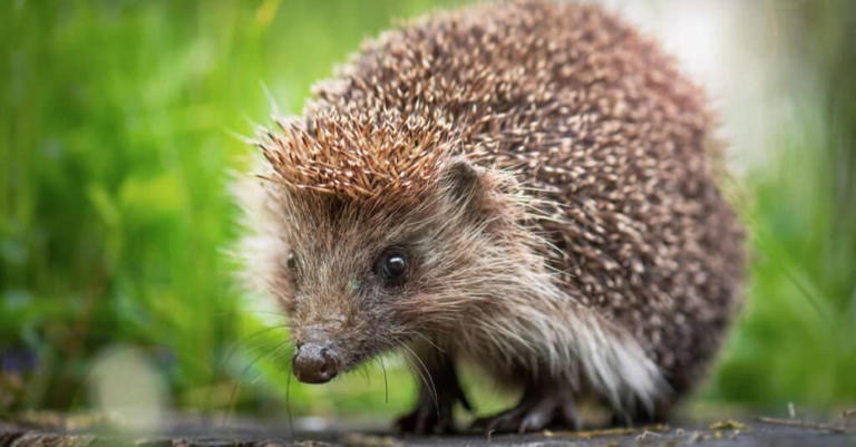 What Do Hedgehogs Eat?