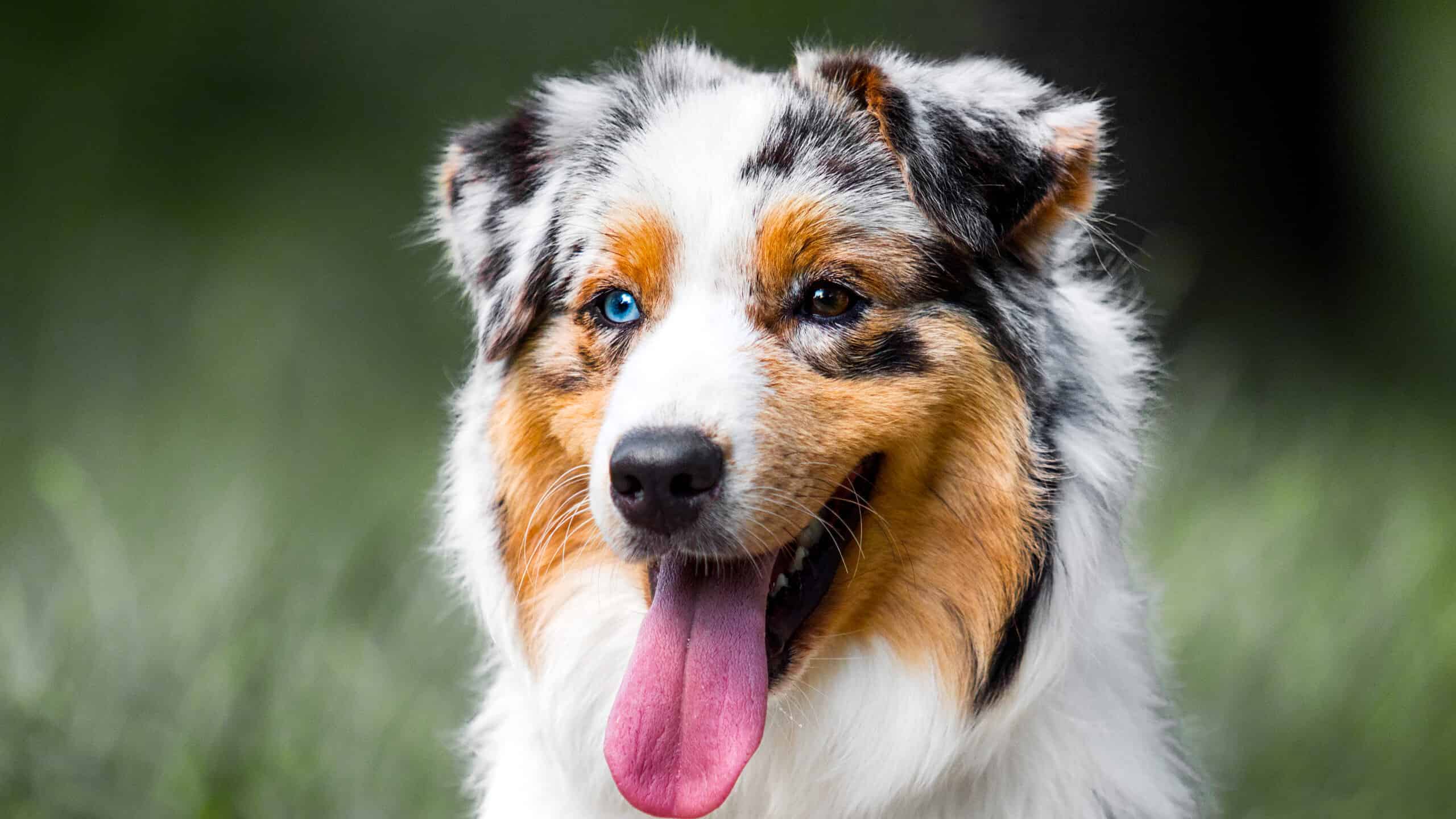 These Are the 12 Incredible Colors of the Australian Shepherd
