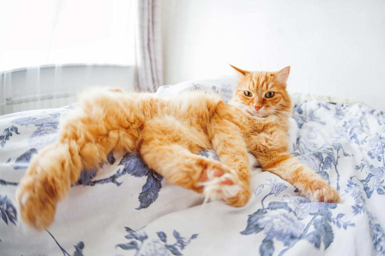 Your cat’s tail isn’t decorative — here’s what it’s really for