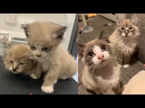 Abandoned ragdoll kitten cries for help in freezing yard