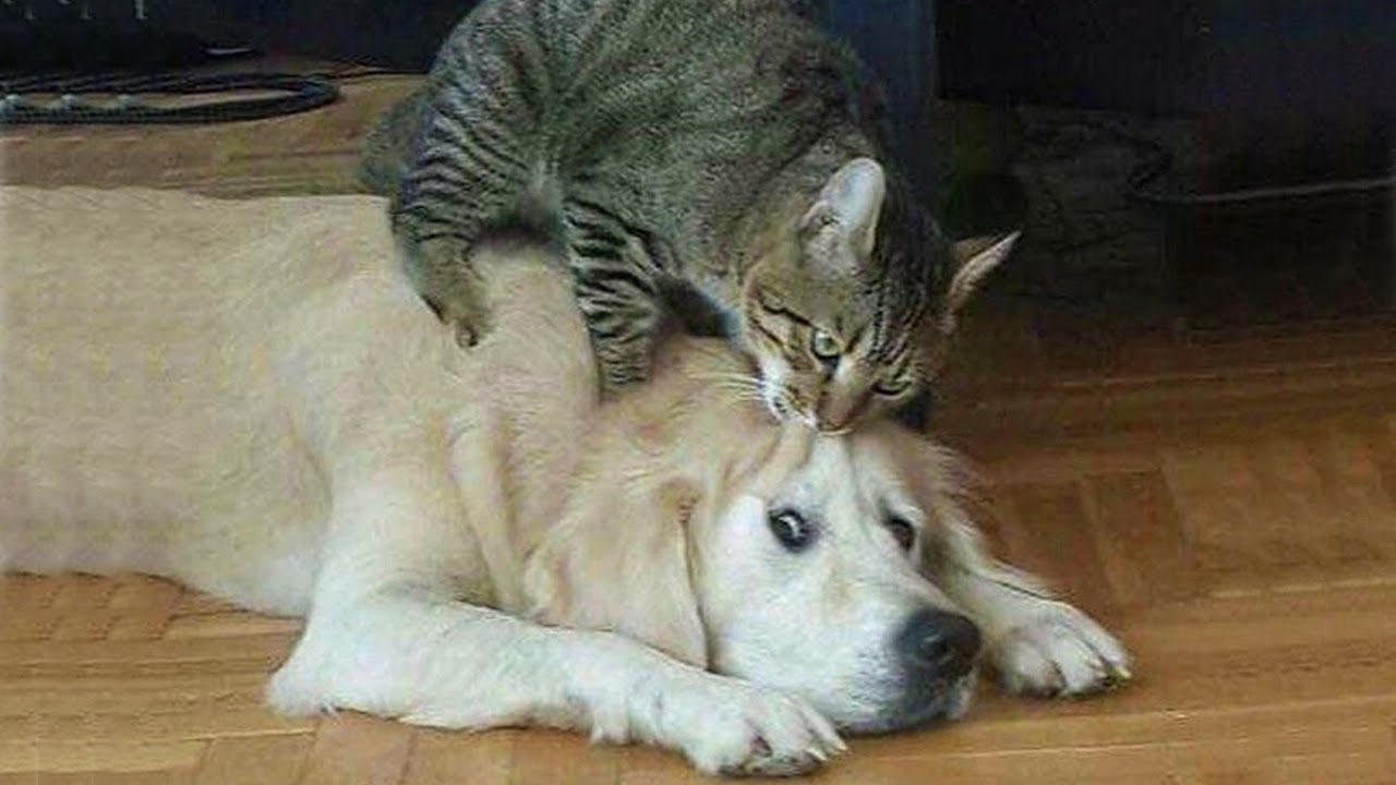 Cat and Dog Compete for House Control—Chaos Ensues