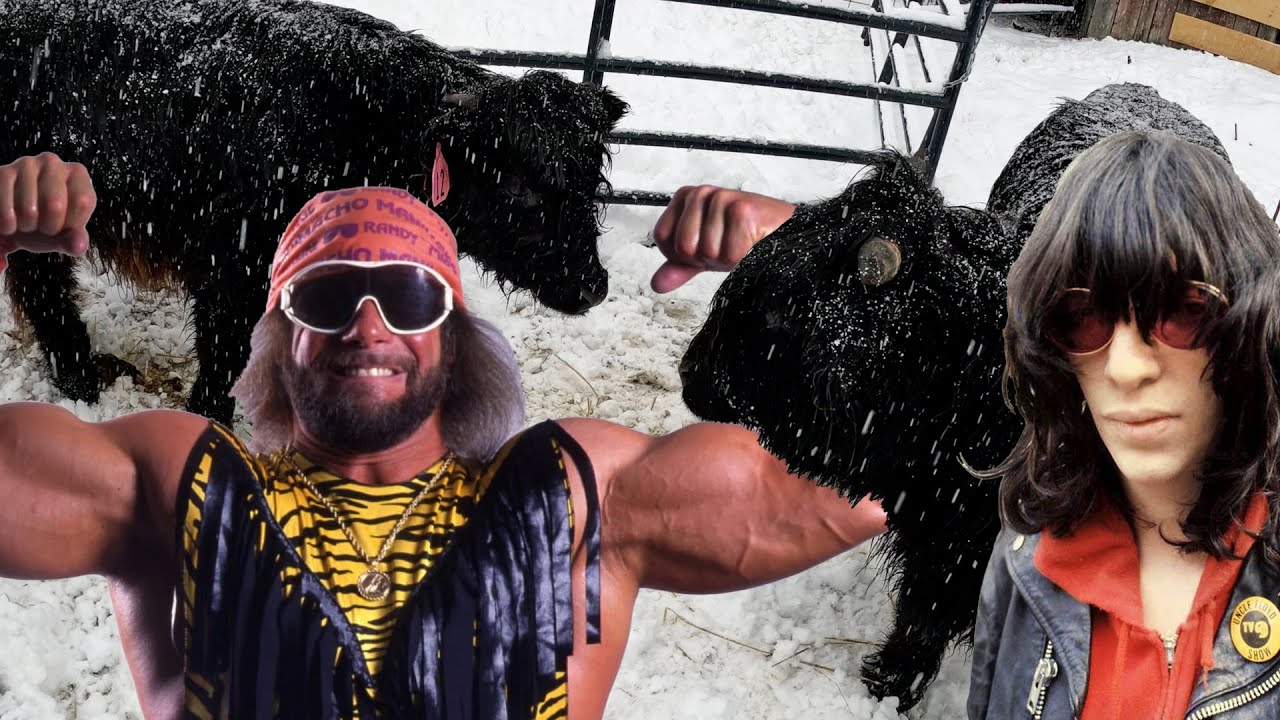 Joey Ramone and Macho Man Randy Savage Face Off in Bull Battle