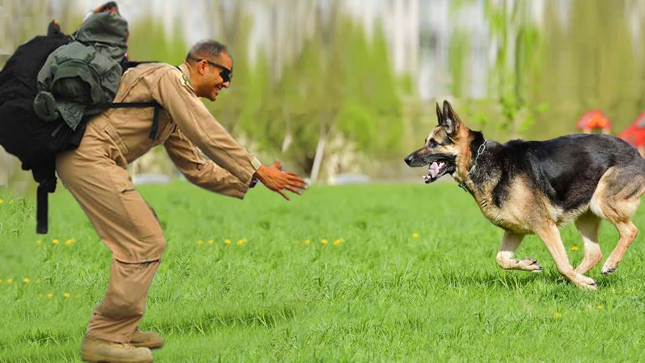 Priceless dog reunions with their owners that will melt your heart