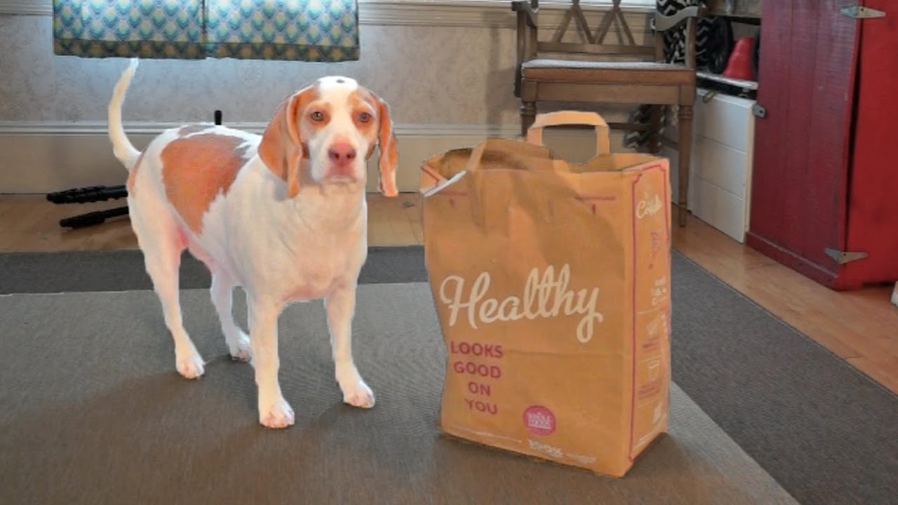 Dog’s Reaction to a Shaking Bag Is Comedy Gold