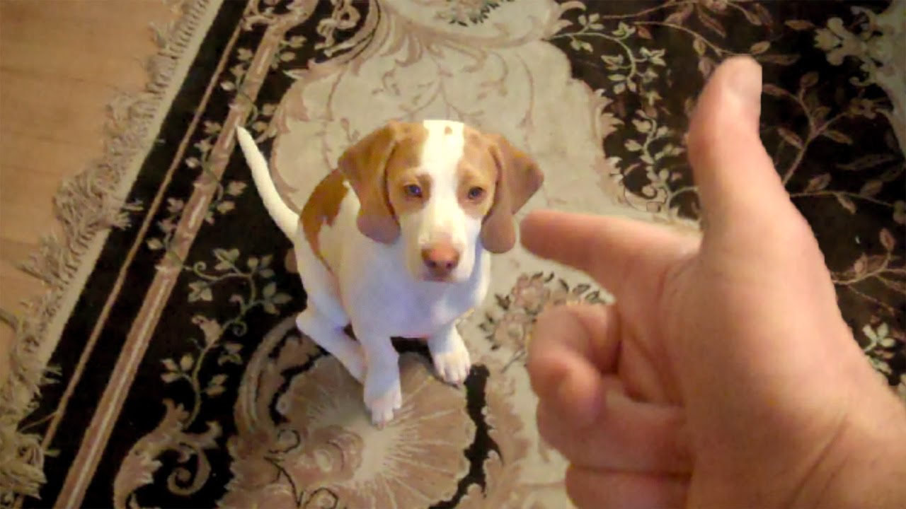 A playful puppy pretends to play dead and adds dramatic slaps