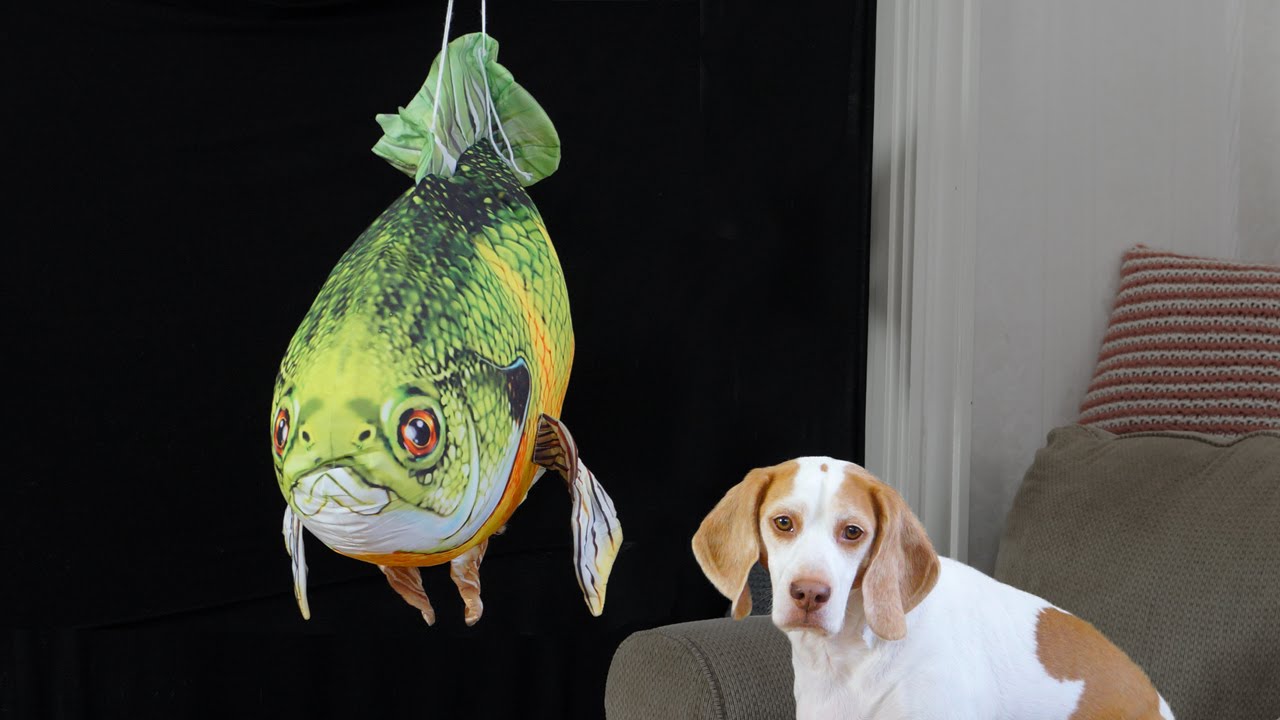 A giant fish surprise completely catches a dog off guard
