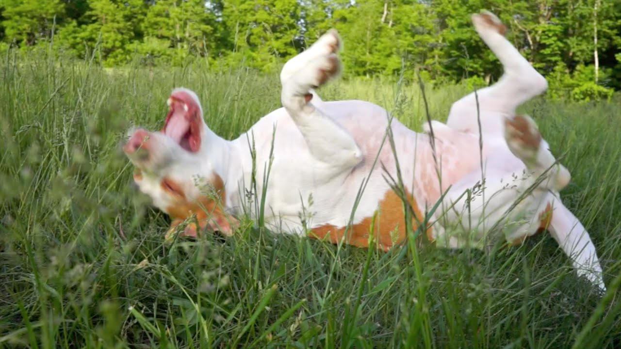 An extremely happy dog celebrates by rolling in the grass