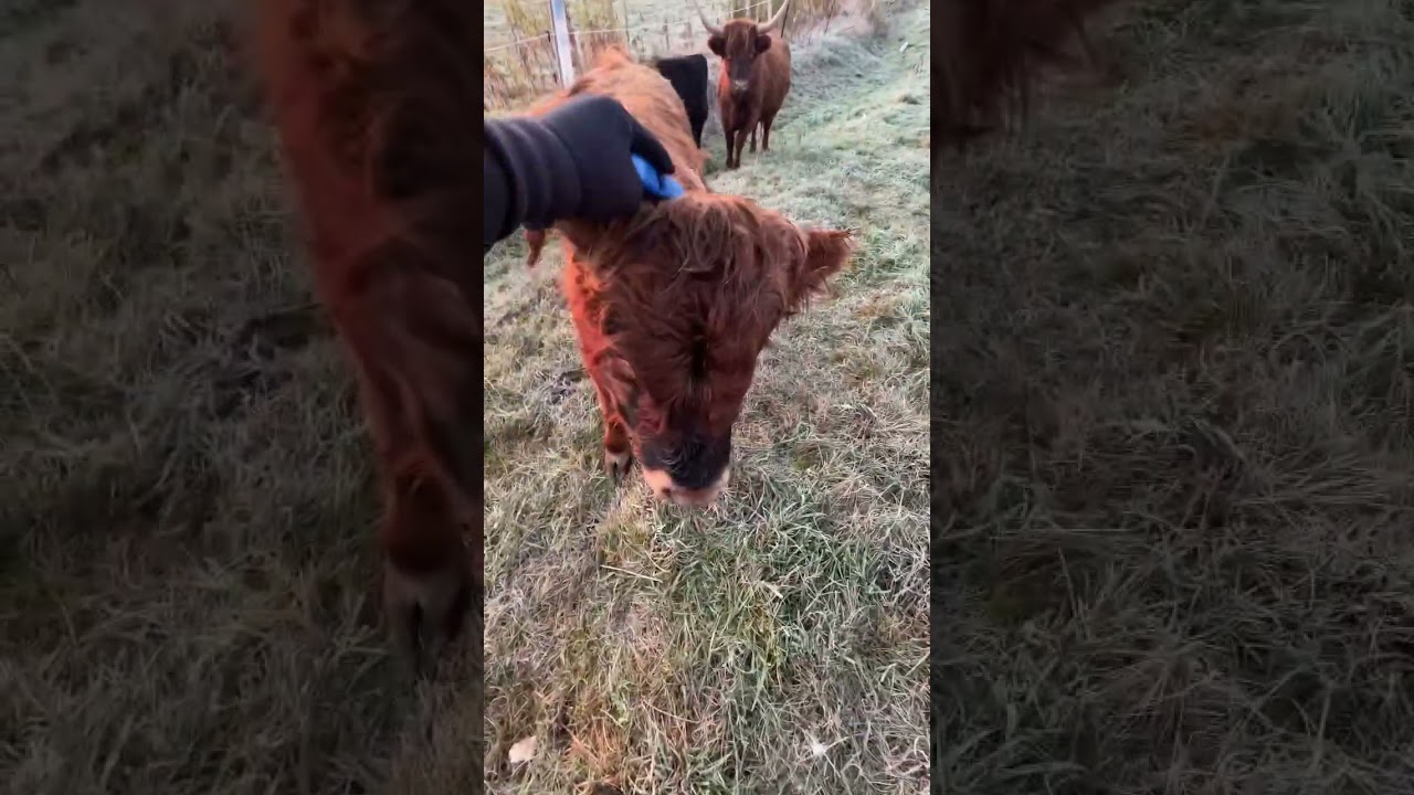 Brushing Scottish Highland Cattle