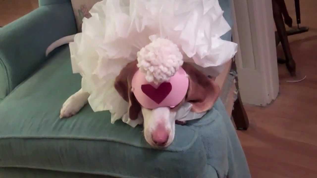 Dog Dramatically Plays Dead in Fancy Ruff