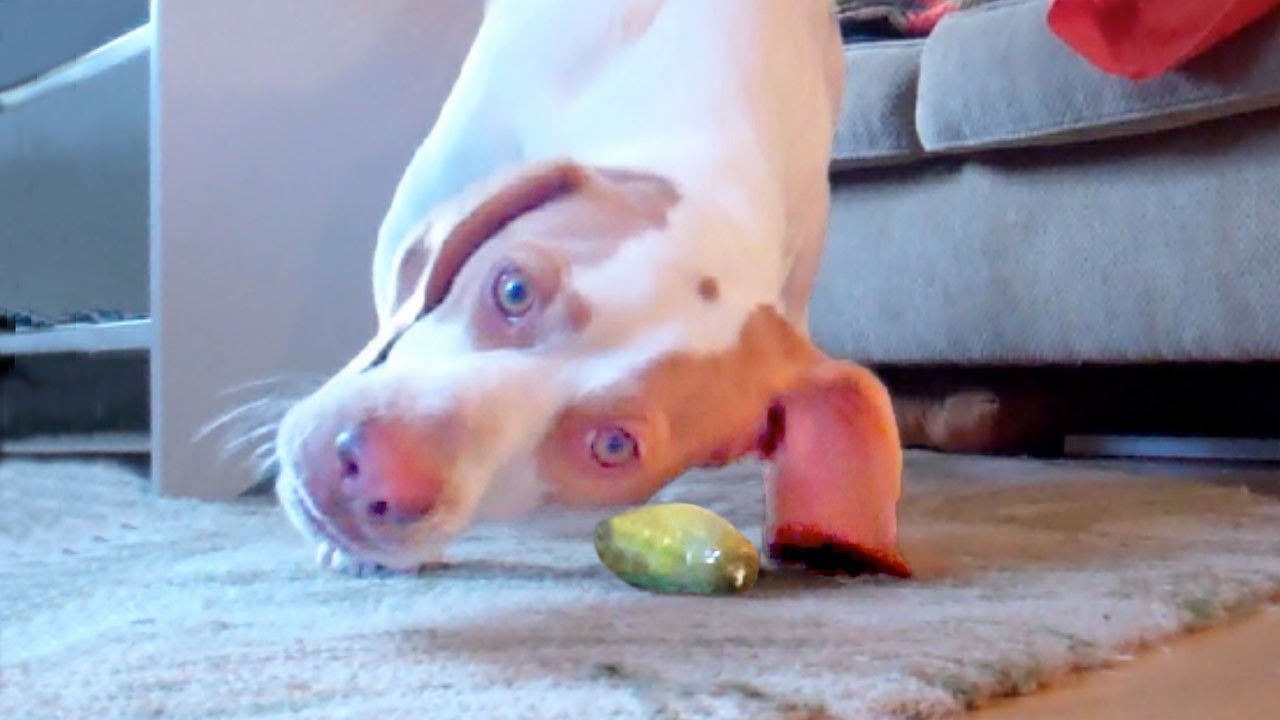 Dog Rolling on a Pickle Is Pure Silly Joy