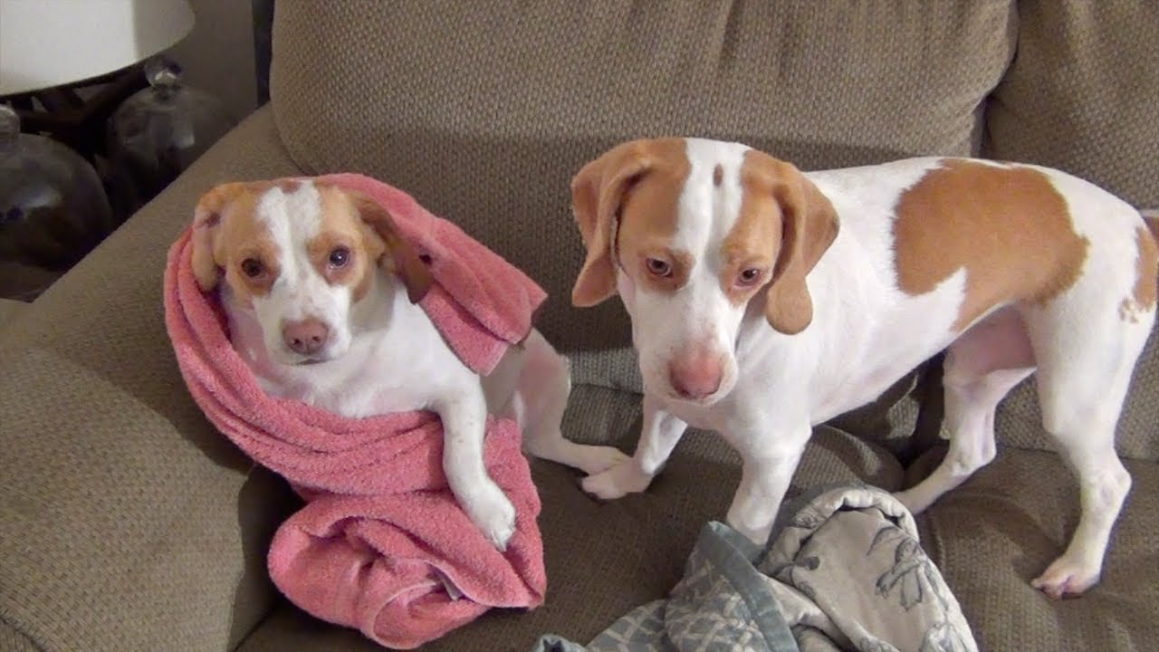 Beagle dog and friends are entertained by silly towel tricks