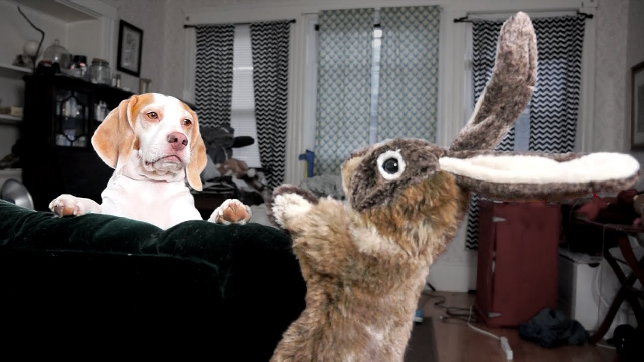 A rabbit puppet triggers an intense standoff with a dog