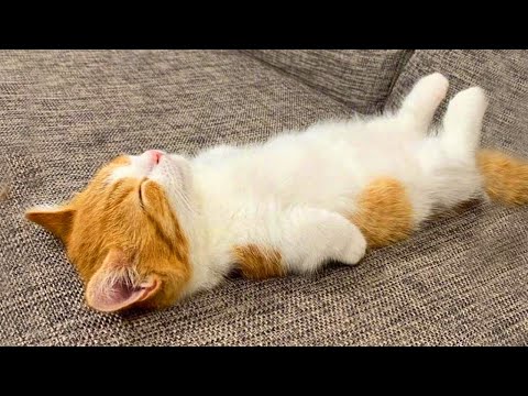 Amazing Cats That’ll Warm Your Heart—Funniest Cat Videos