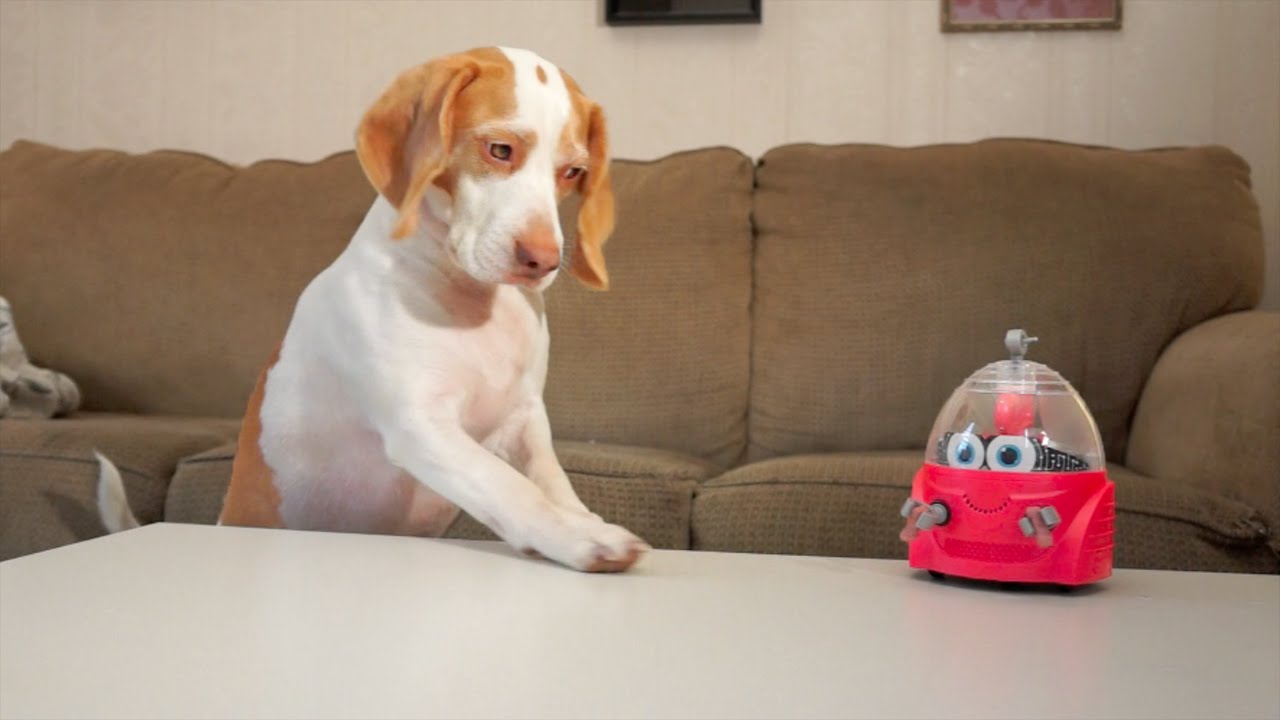 Dog vs. Robot: A Battle of Wits and Barks