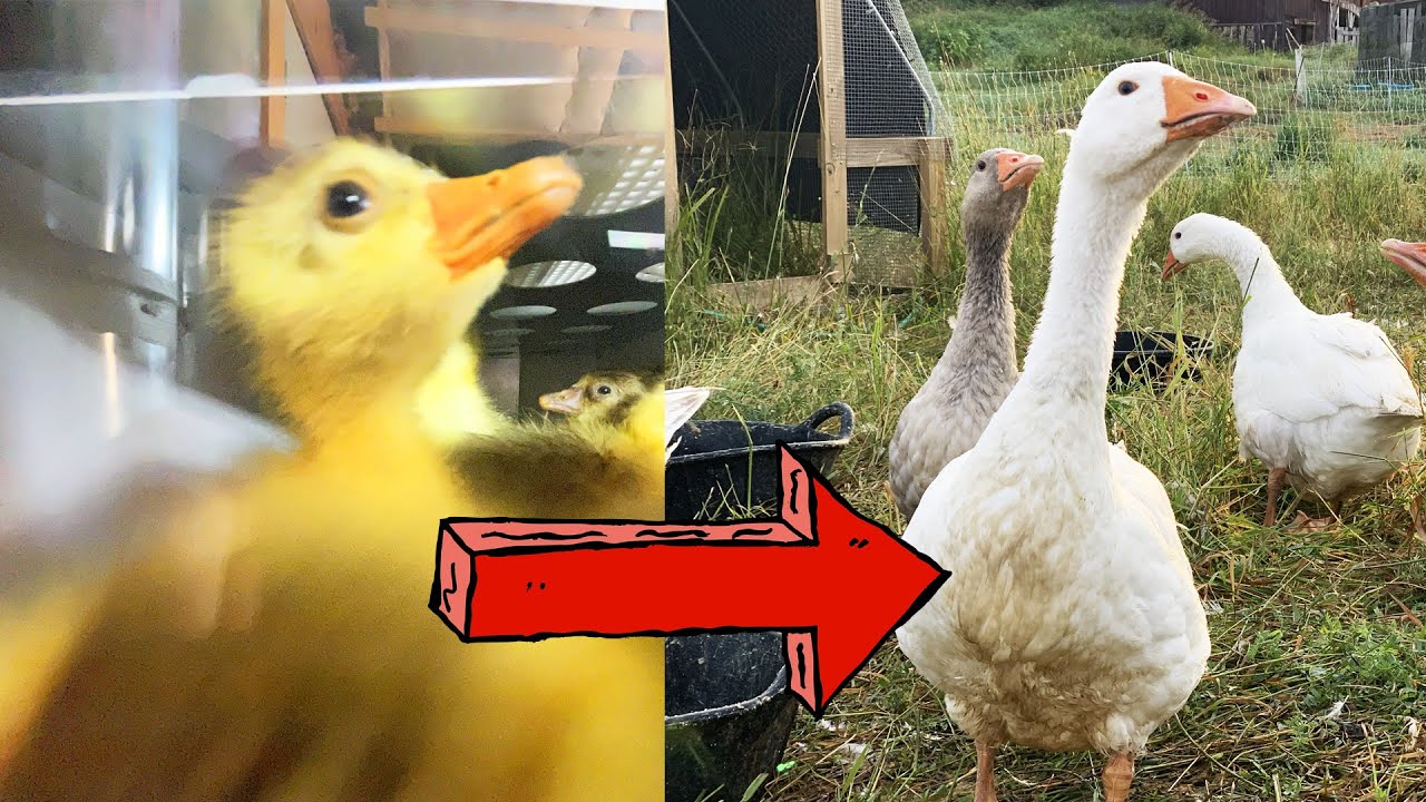 Goose Growth Timelapse Shows Eggs Hatching in Minutes