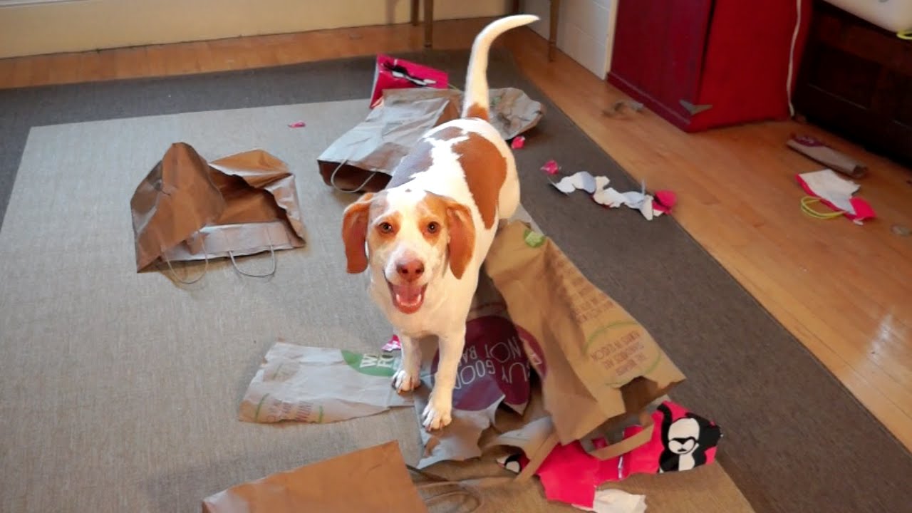 A dog finds endless entertainment inside paper bags