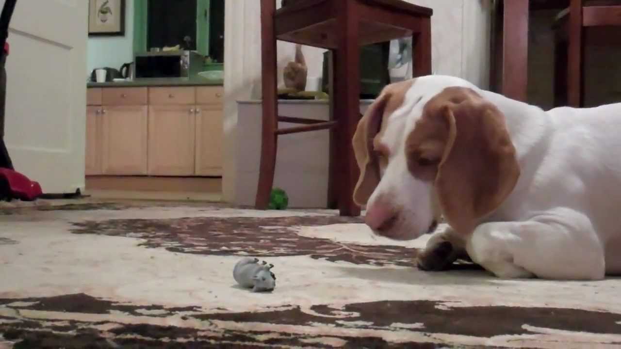 Mouse Slap Goes Hilariously Wrong