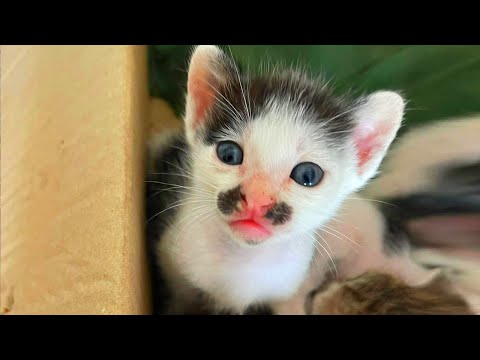 Hilarious cats with expressions that say it all