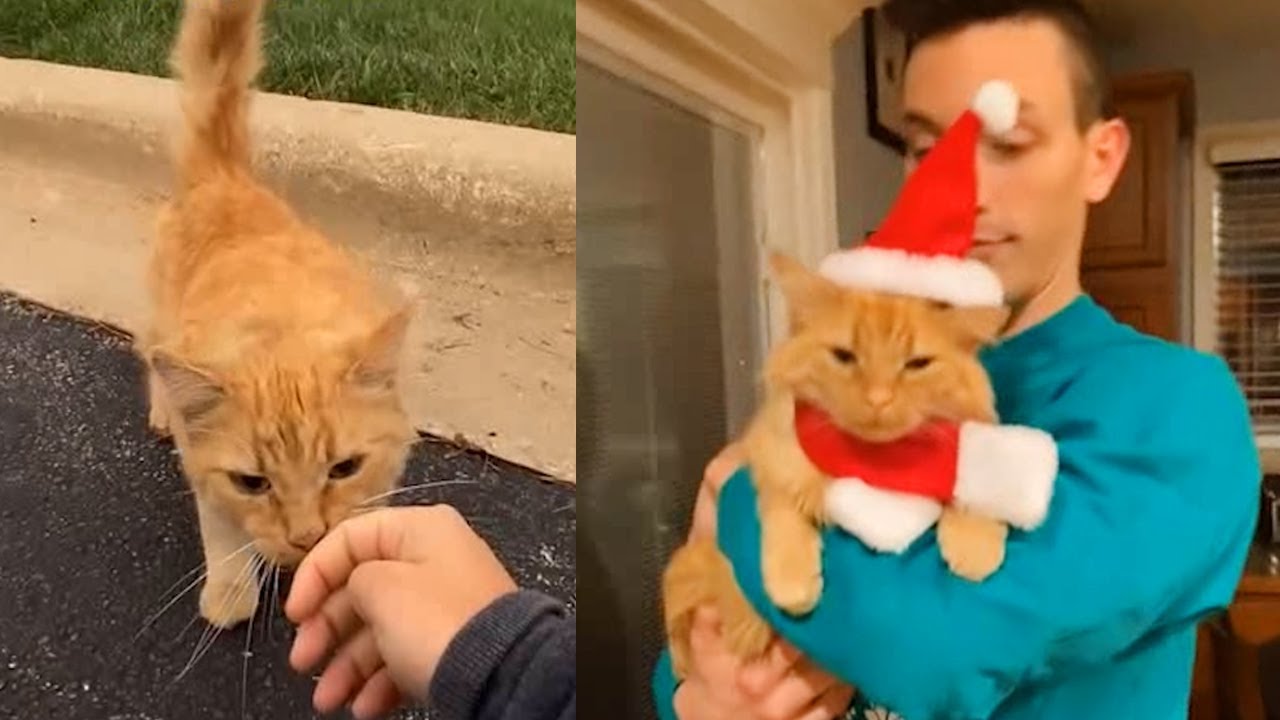 Feral kitten begs for a better life at stranger’s doorstep