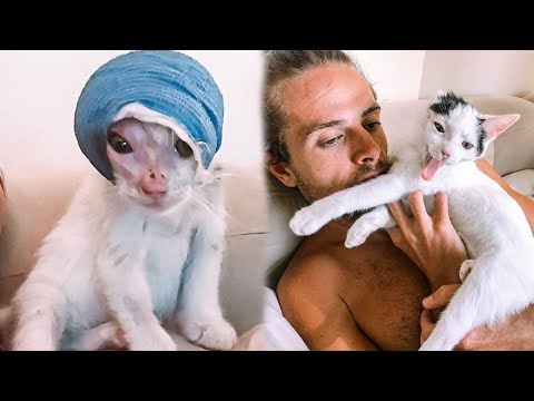 Save one-eared Teresita kitten found alone in Dubai streets