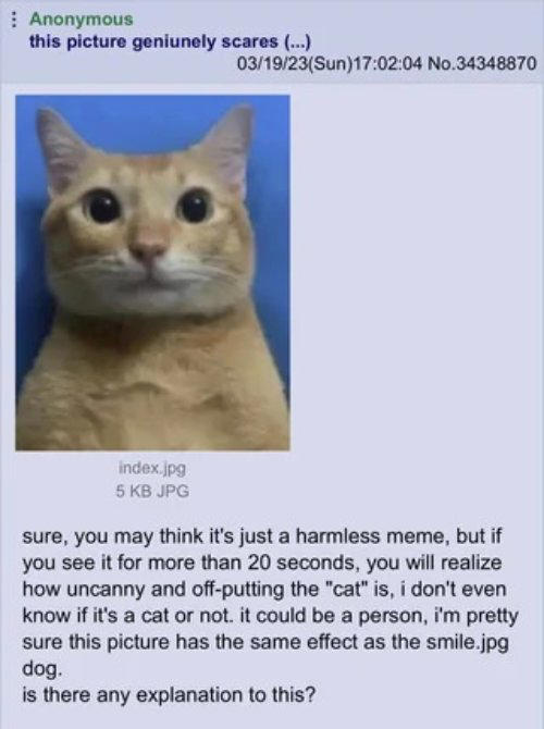 37 Cursed Cat Memes That Will Haunt Your Dreams