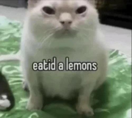 37 Cursed Cat Memes That Will Haunt Your Dreams