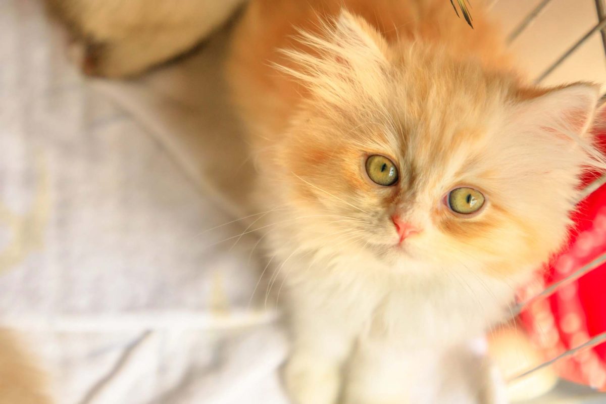 10 Things You Do That Your Cat Secretly Hates