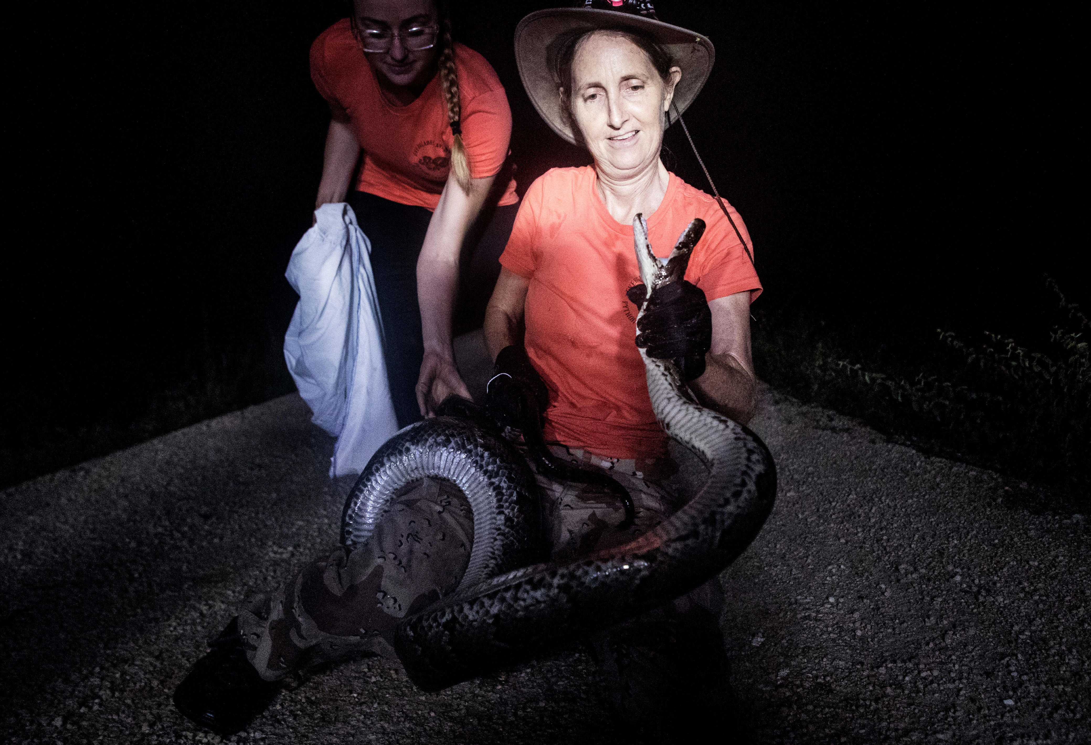 Python hunter wins $1,000 bonus for nabbing 16 snakes in May ahead of ...