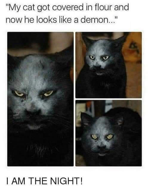37 Cursed Cat Memes That Will Haunt Your Dreams