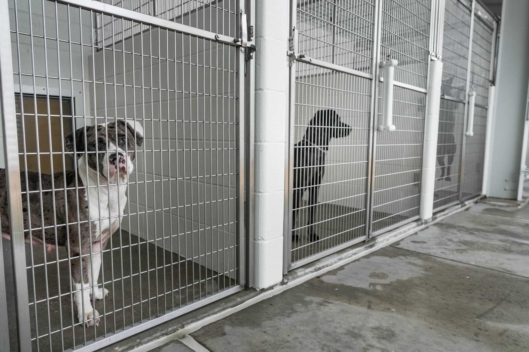 Harris County Pets responds to parvo outbreak, restricts public access ...