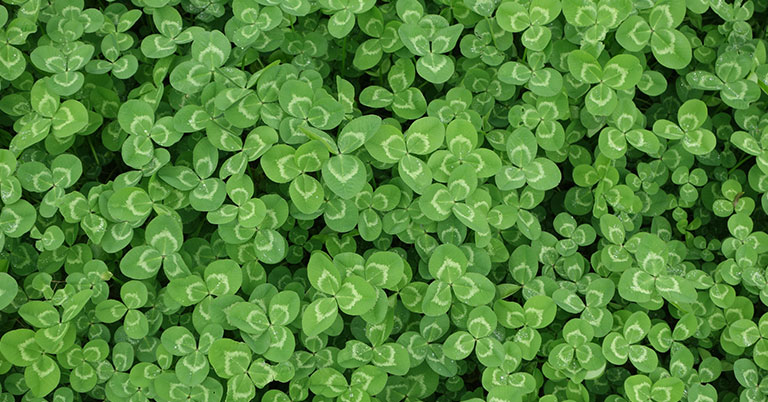 10 Plants That Boost Soil Nitrogen To Grow In Your Vegetable Garden
