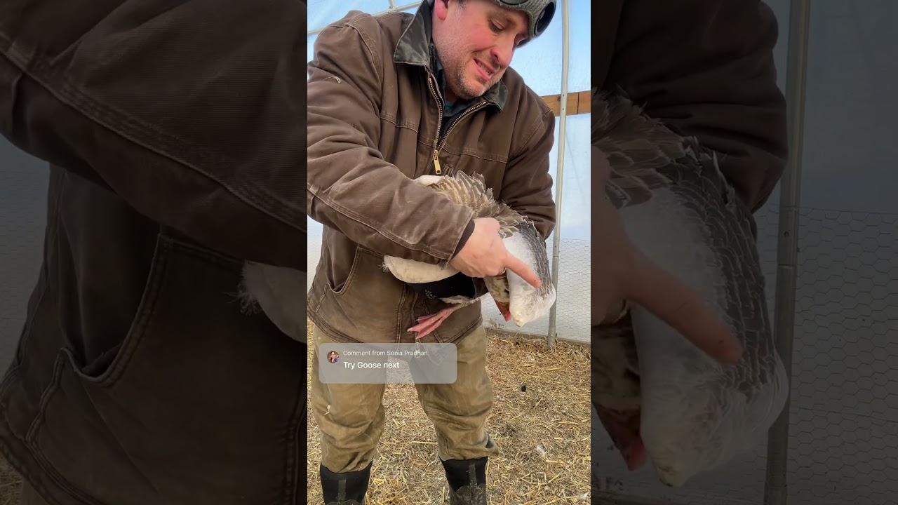 The Sleeping Goose Trick: A Farm Mystery