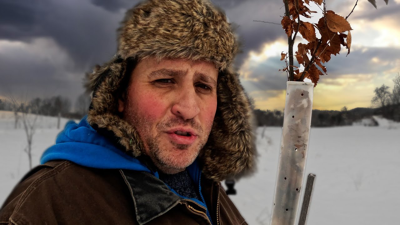 Desperately want to grow trees but live in an apartment?