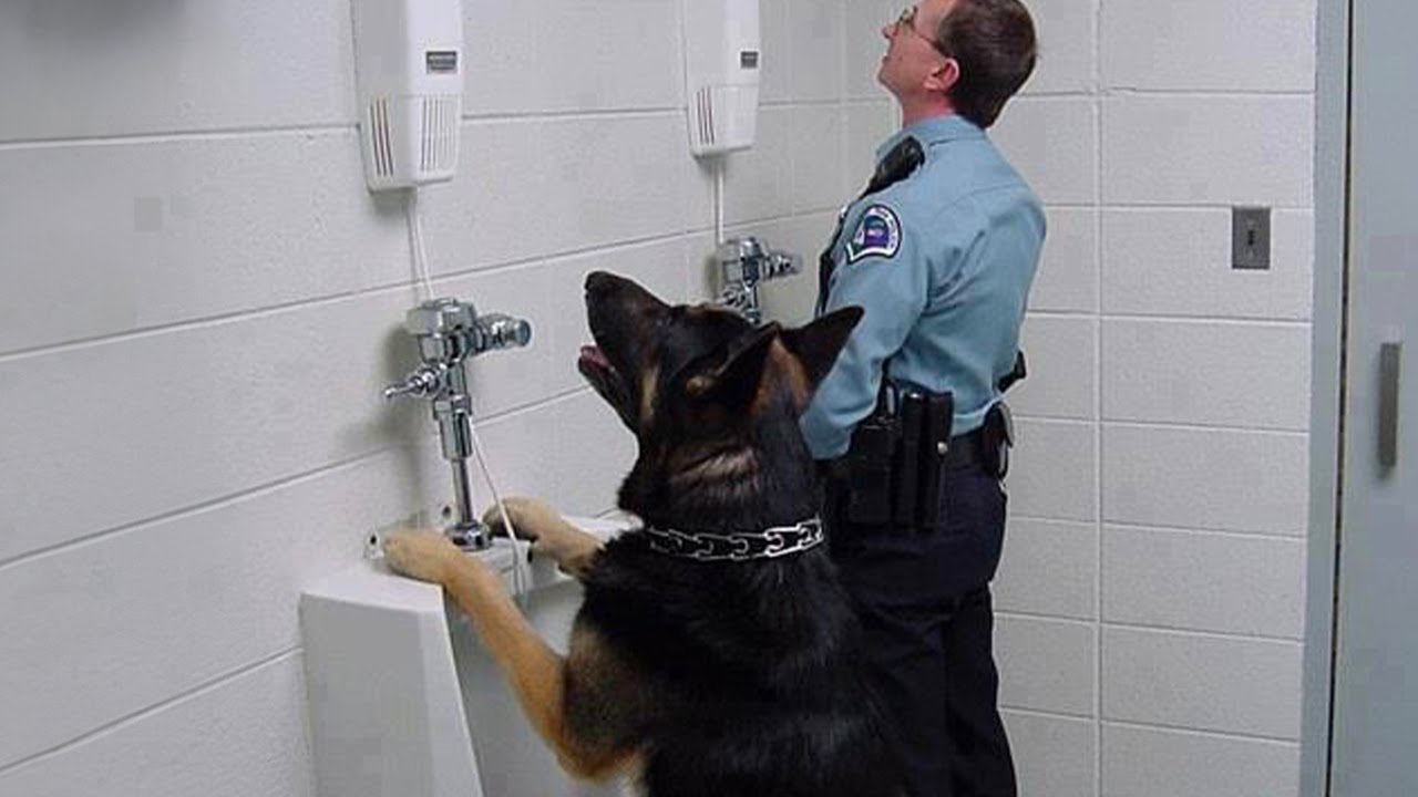 The sweet things left unsaid between dogs and their people