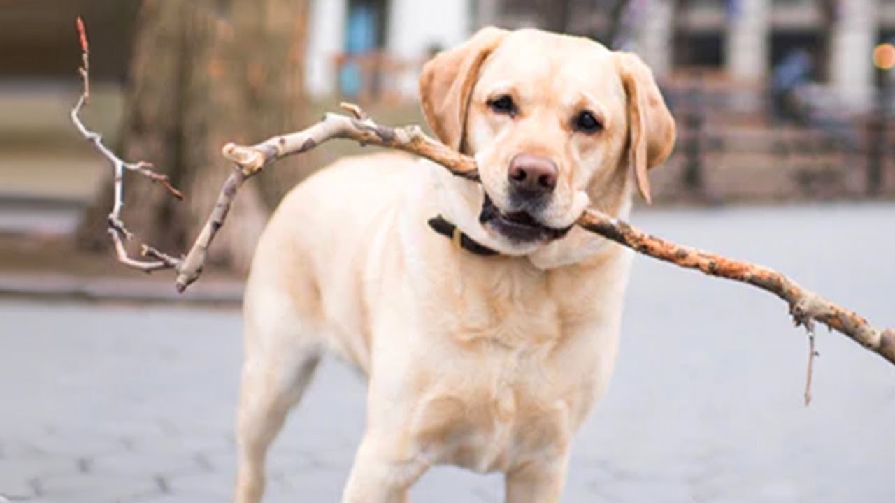 Dog Finds the Perfect Stick and Shows It Off Proudly