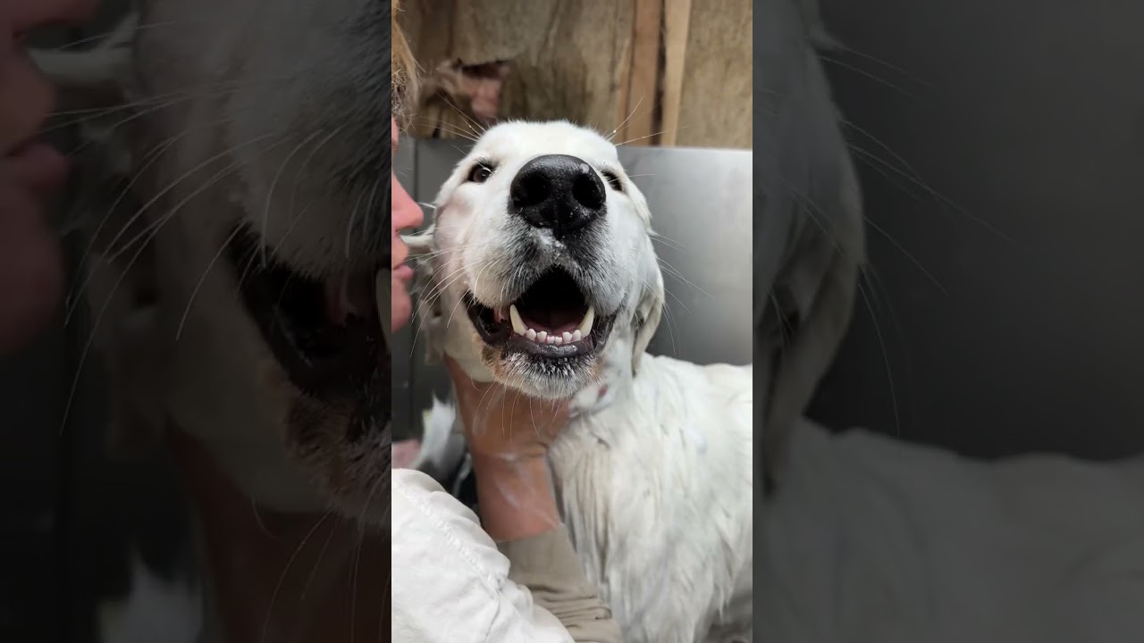 Grooming My Filthy Farm Dogs