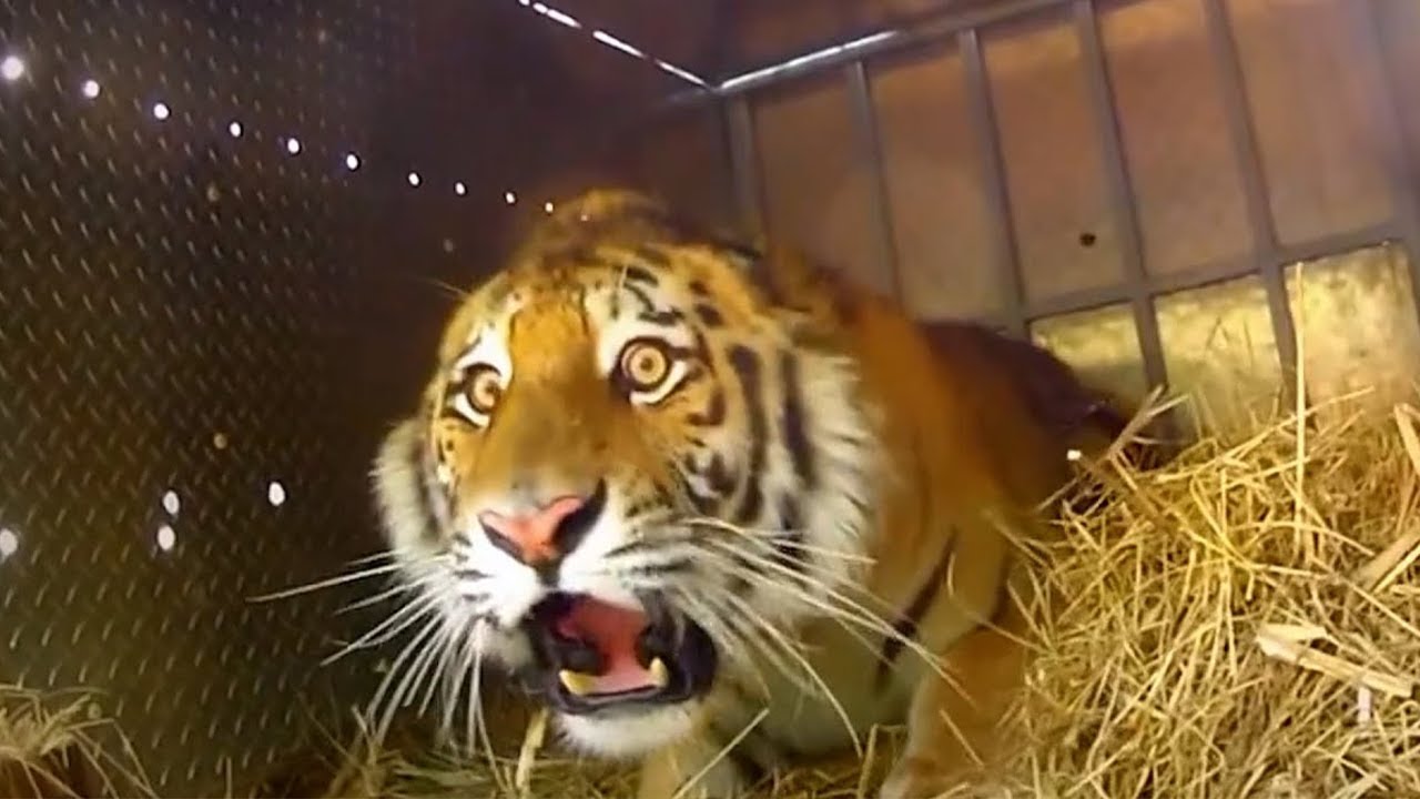 Animals discover freedom for the very first time ever