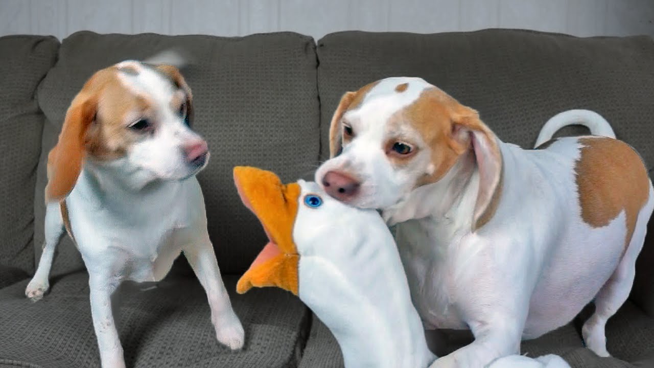 Two dogs confront a very bold goose puppet