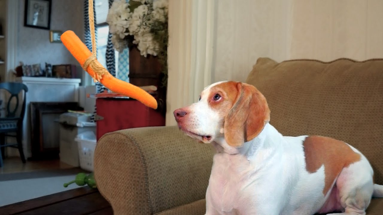 A dog repeatedly misses a carrot dangling just out of reach