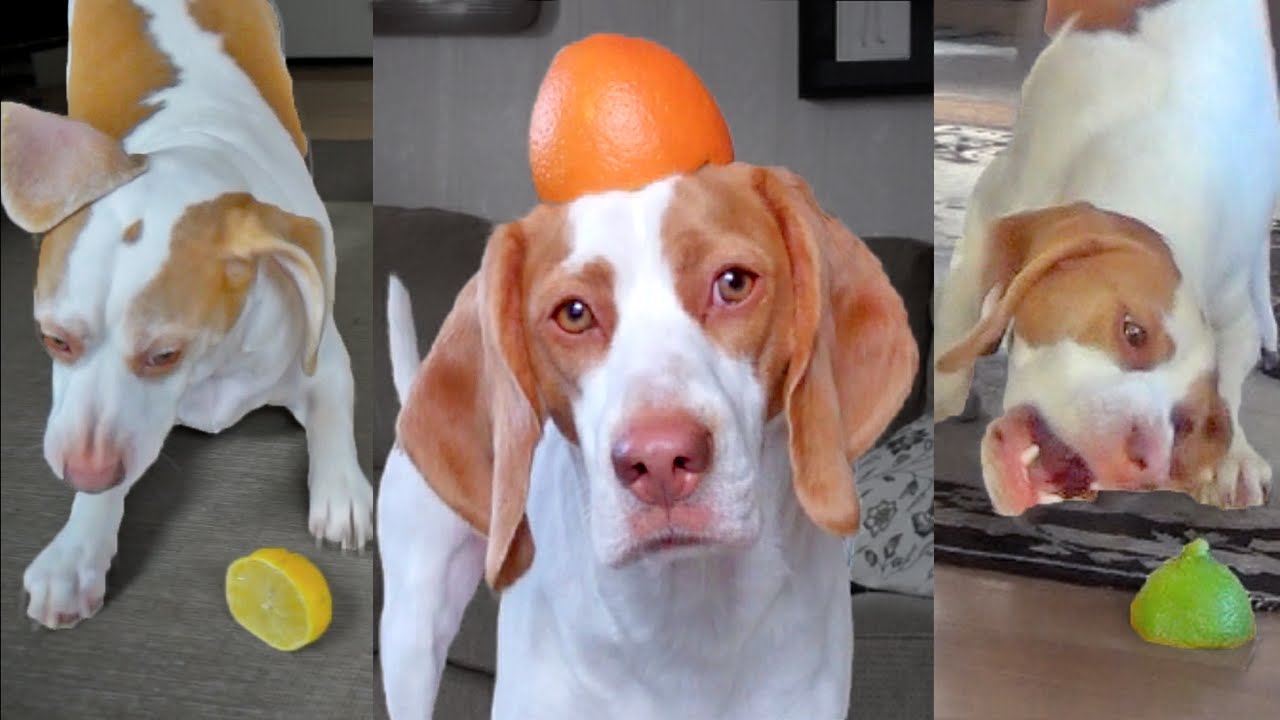 A dog’s ongoing rivalry with citrus reaches new heights