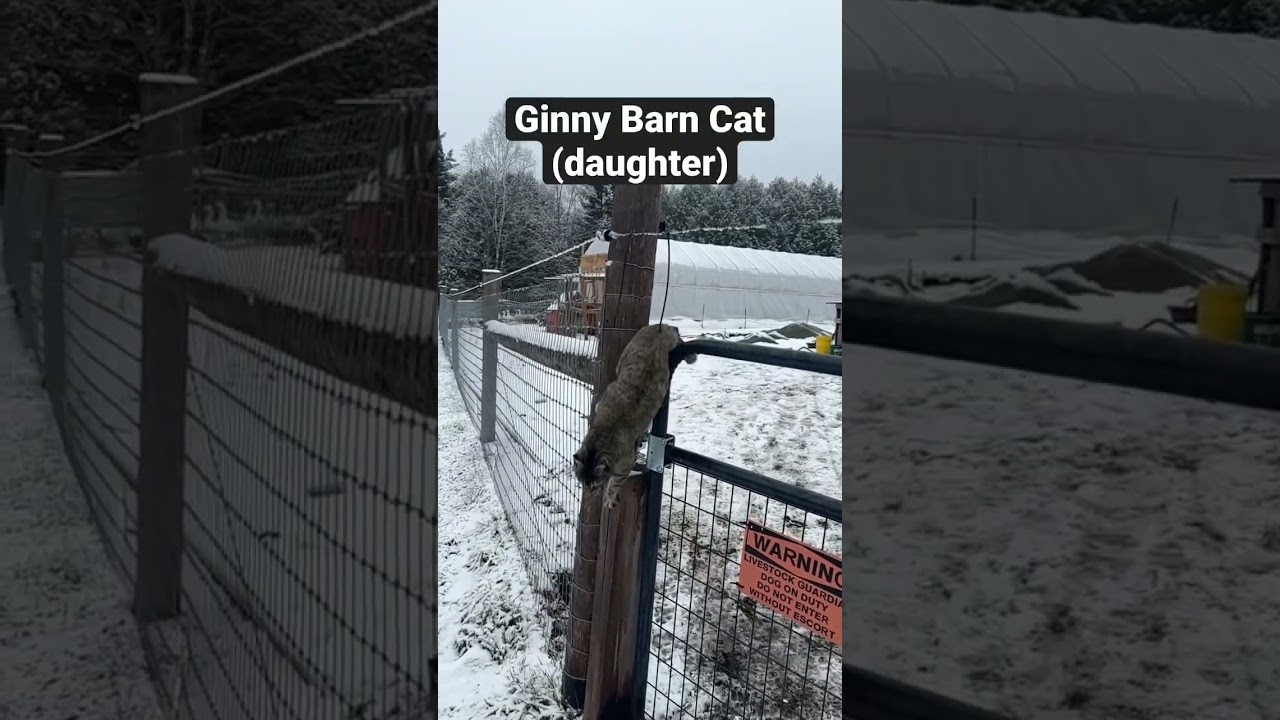 Gate Jumping Barn Cats