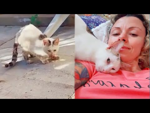 Woman rescues cat from dangerous colony and saves it